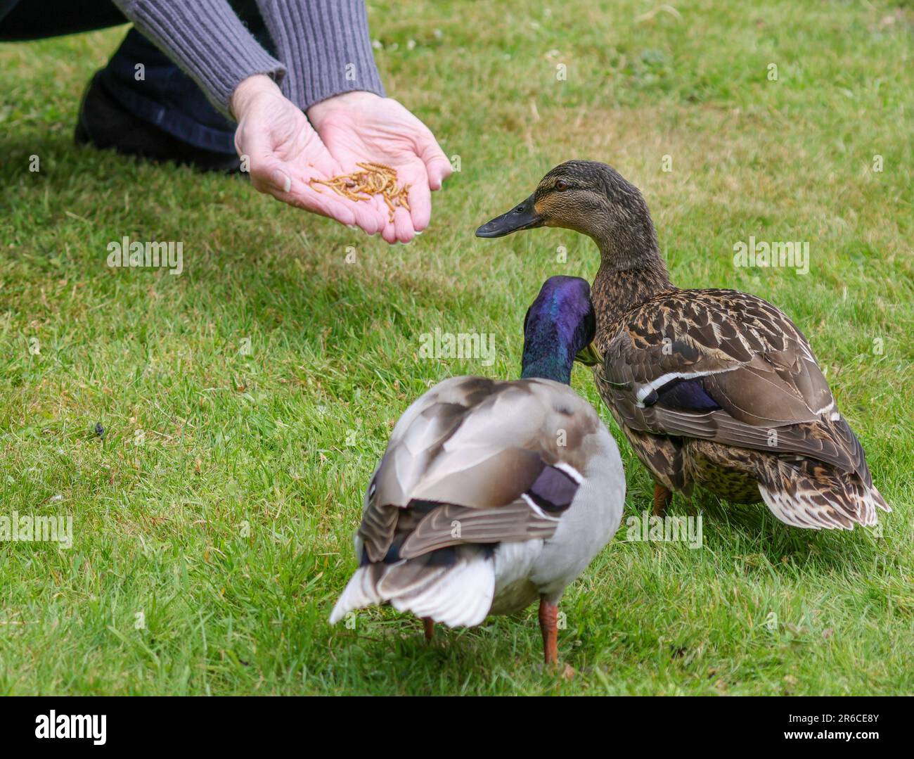 Friendly Duck couple Stock Photo - Alamy