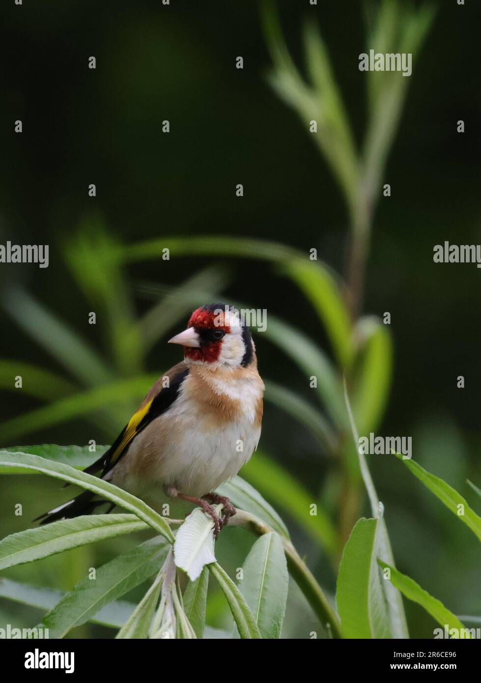 Goldfinch at bird table hi-res stock photography and images - Alamy