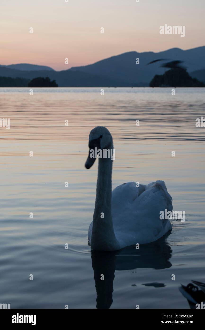 Single Swan on lake windermere at sunset Stock Photo - Alamy