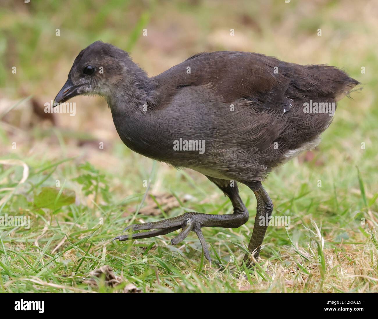 Baby common moorhen hi-res stock photography and images - Alamy