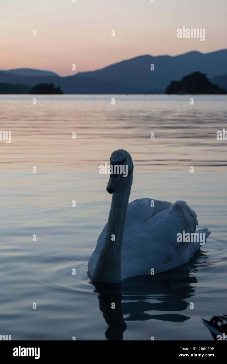 Single Swan on lake windermere at sunset Stock Photo - Alamy