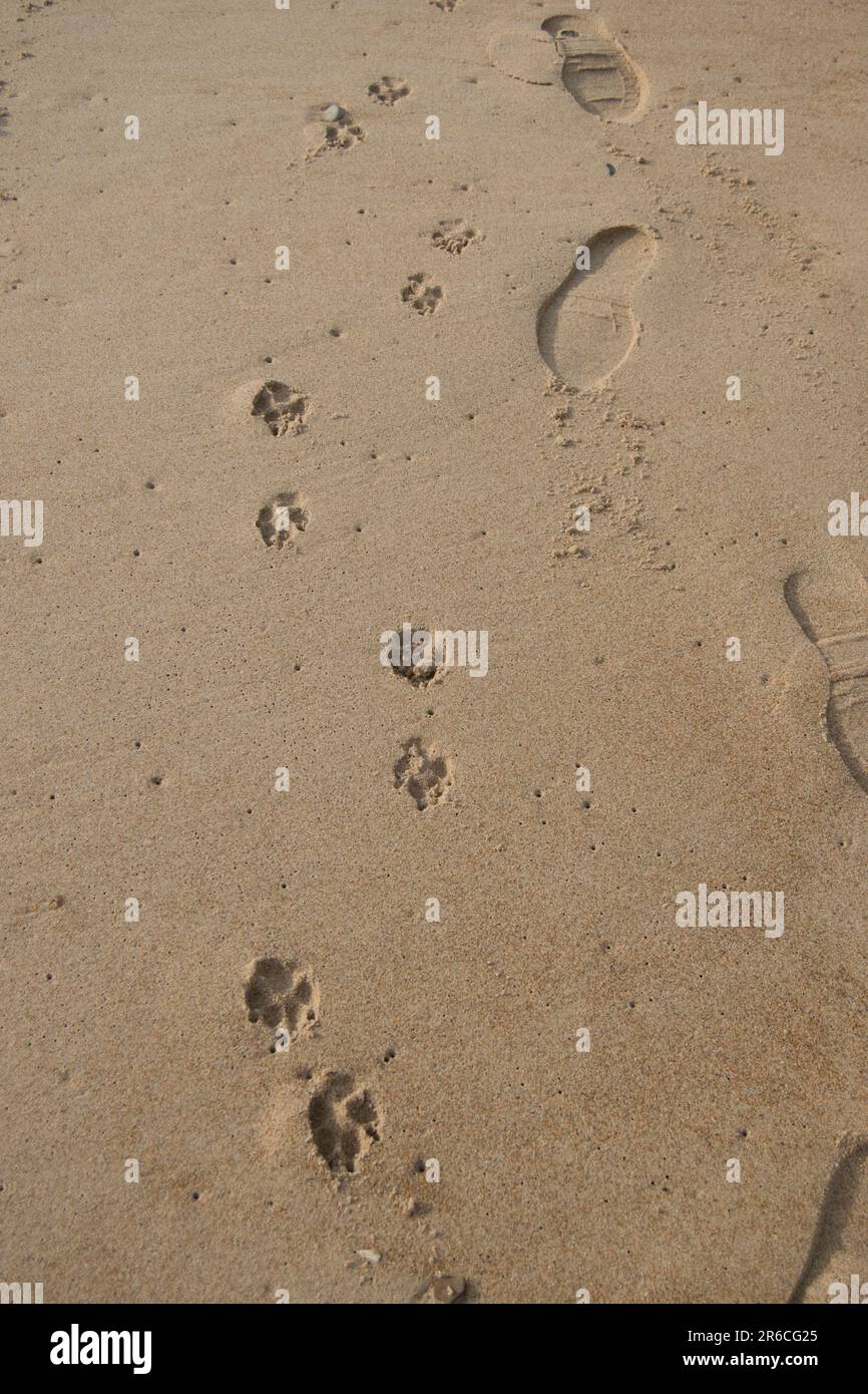 Footprints in the sand dog and owner Stock Photo - Alamy