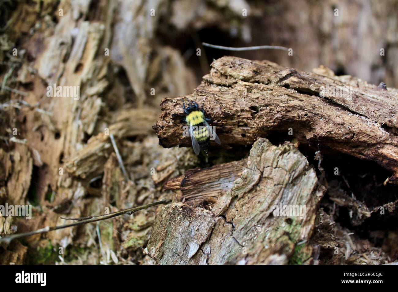 Bumble bee on a log Stock Photo - Alamy