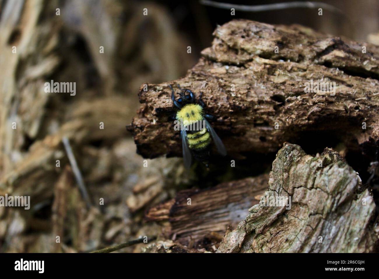 Bug log hi-res stock photography and images - Alamy
