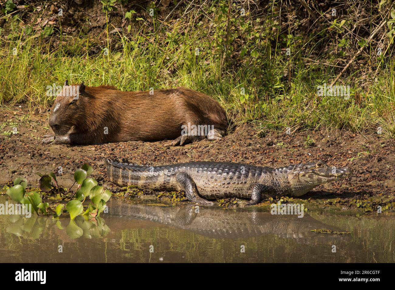 Capybara in marsh hi-res stock photography and images - Alamy