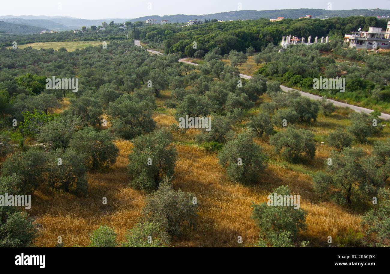 Beautiful olive trees and fields in the area of Safita, Tartous, Syria ...