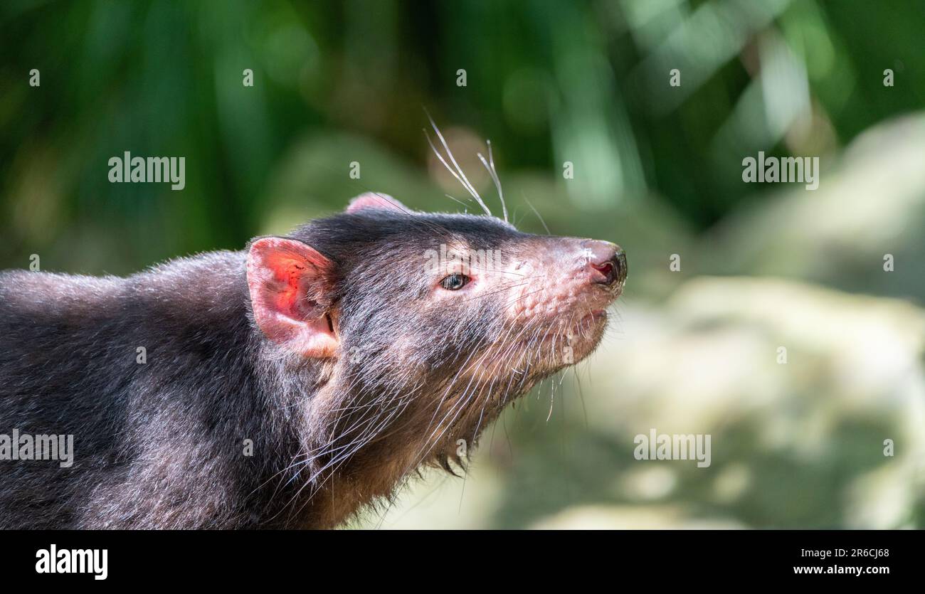 A Tasmanian devil rat looking up with its head turned to the right, set ...