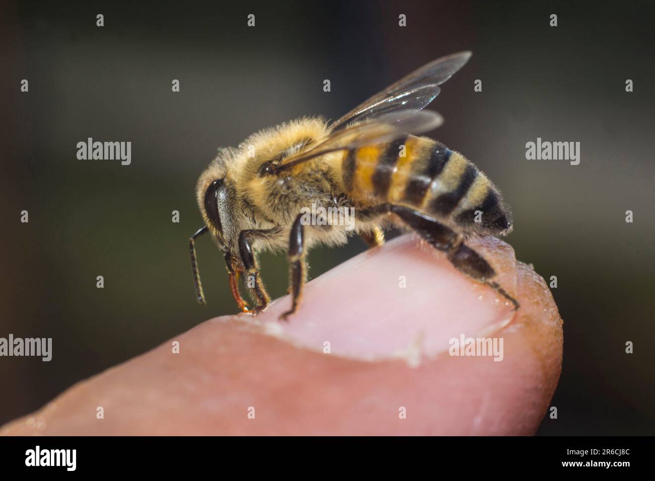 A friendly bee licking a finger Stock Photo - Alamy