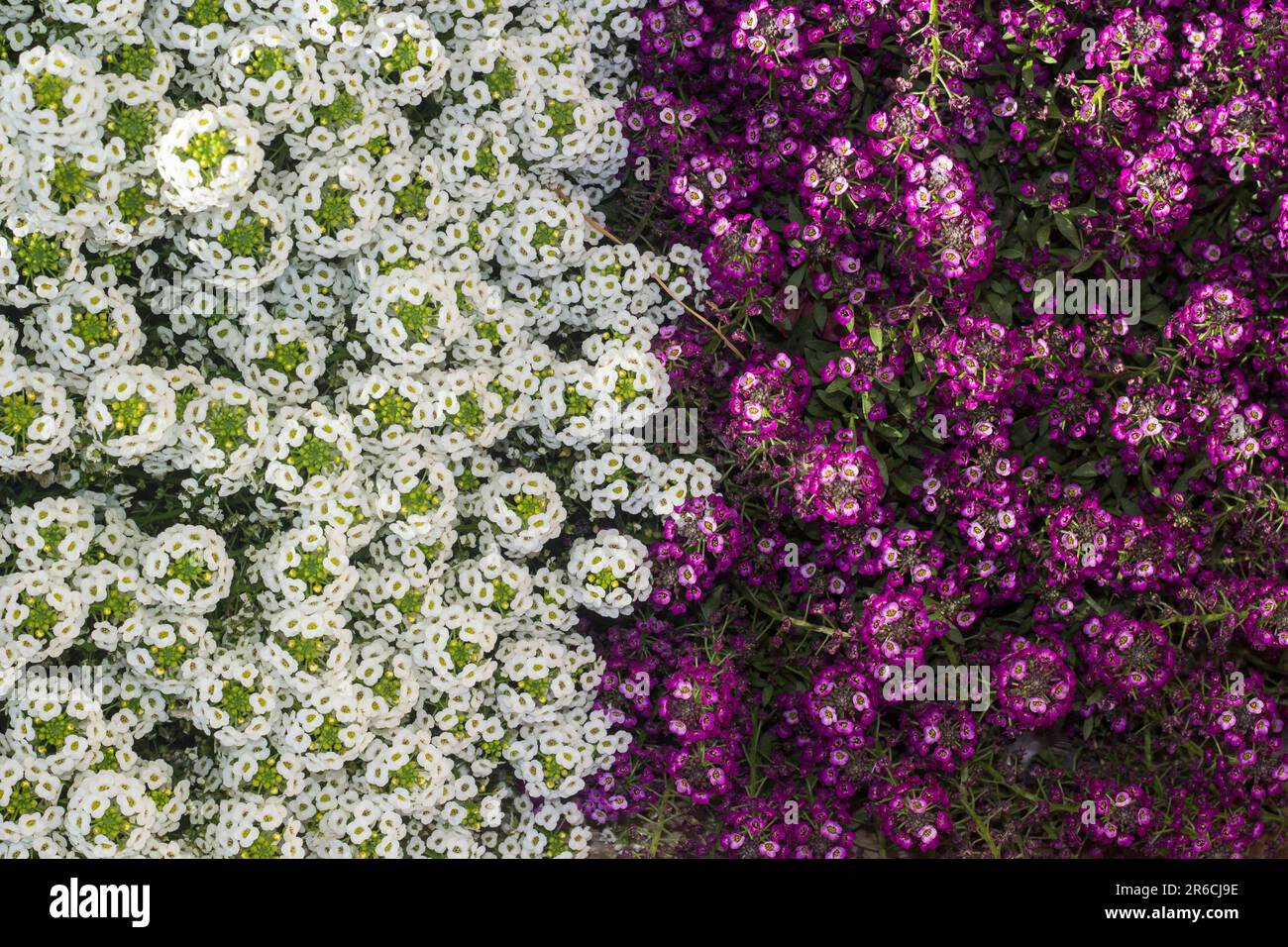 A background of beautiful purple and white alyssum flowers Stock Photo ...