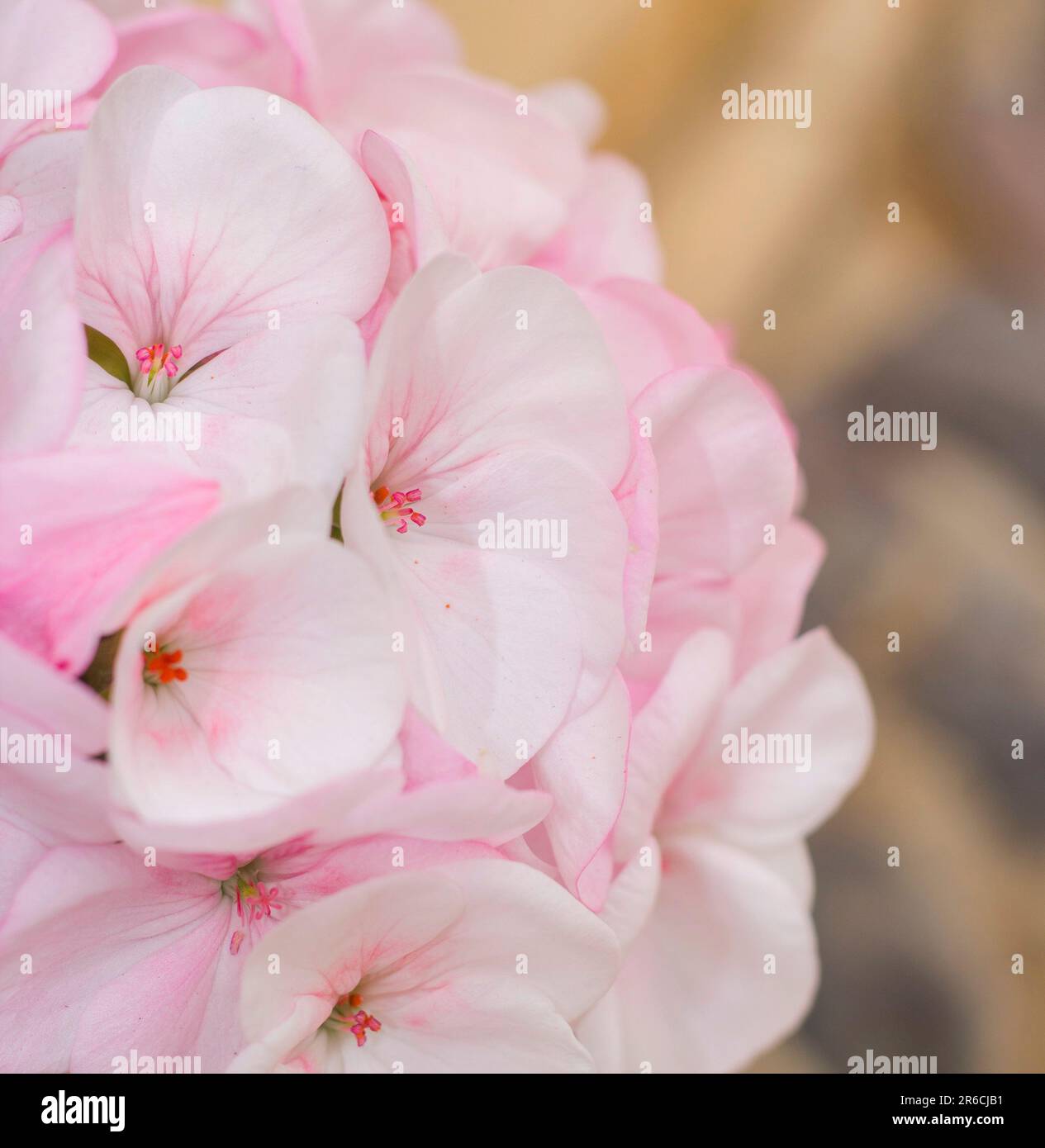 Background of a large clump of bright pink and white Pelargonium ...