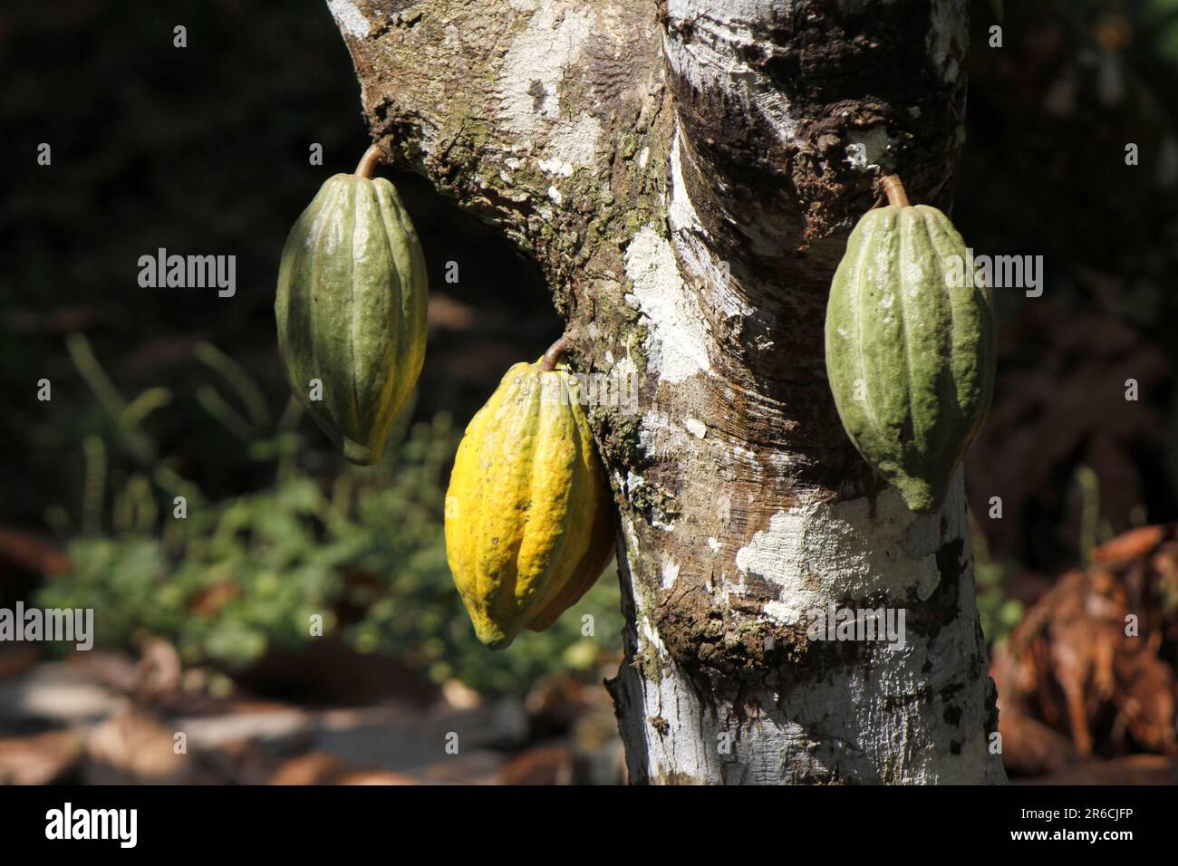 The beauty of a cacao tree up close, showcasing its trunk and three ...