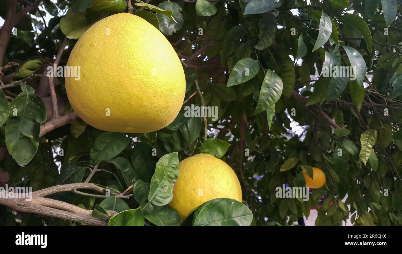 Pummelo or Shaddock (Citrus maxima Merr.) natural (non-hybrid) citrus ...