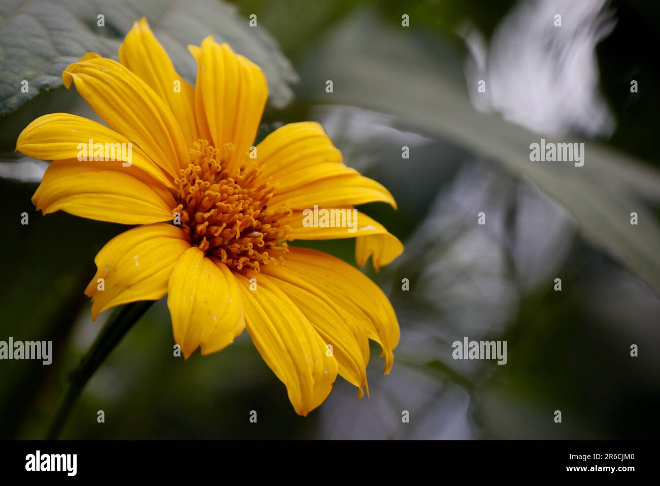 Photo of a yellow Tithonia diversifolia, known as the tree marigold ...
