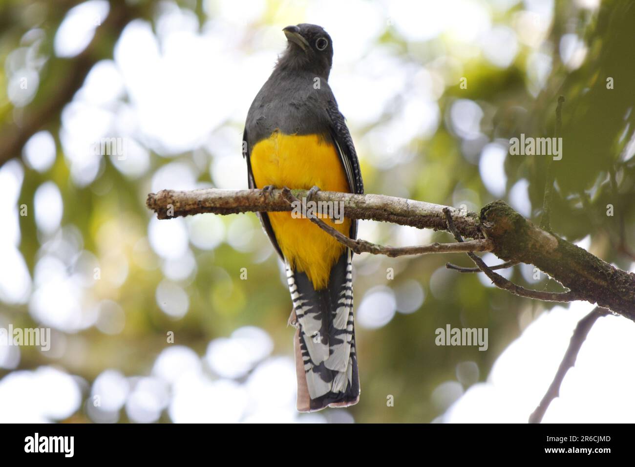 Photo of a Green-backed trogon (Trogon viridis) on a branch in an area ...