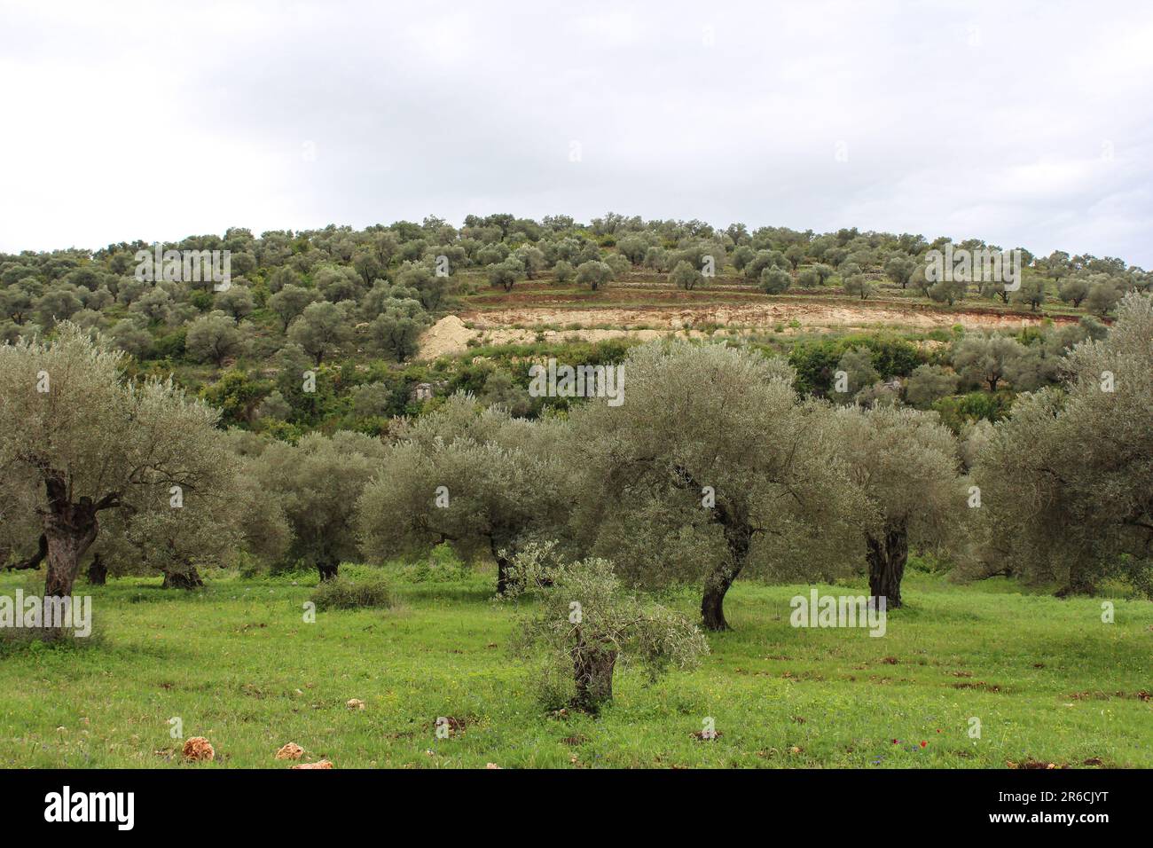 Beautiful olive trees and fields in the area of Safita, Tartous, Syria ...