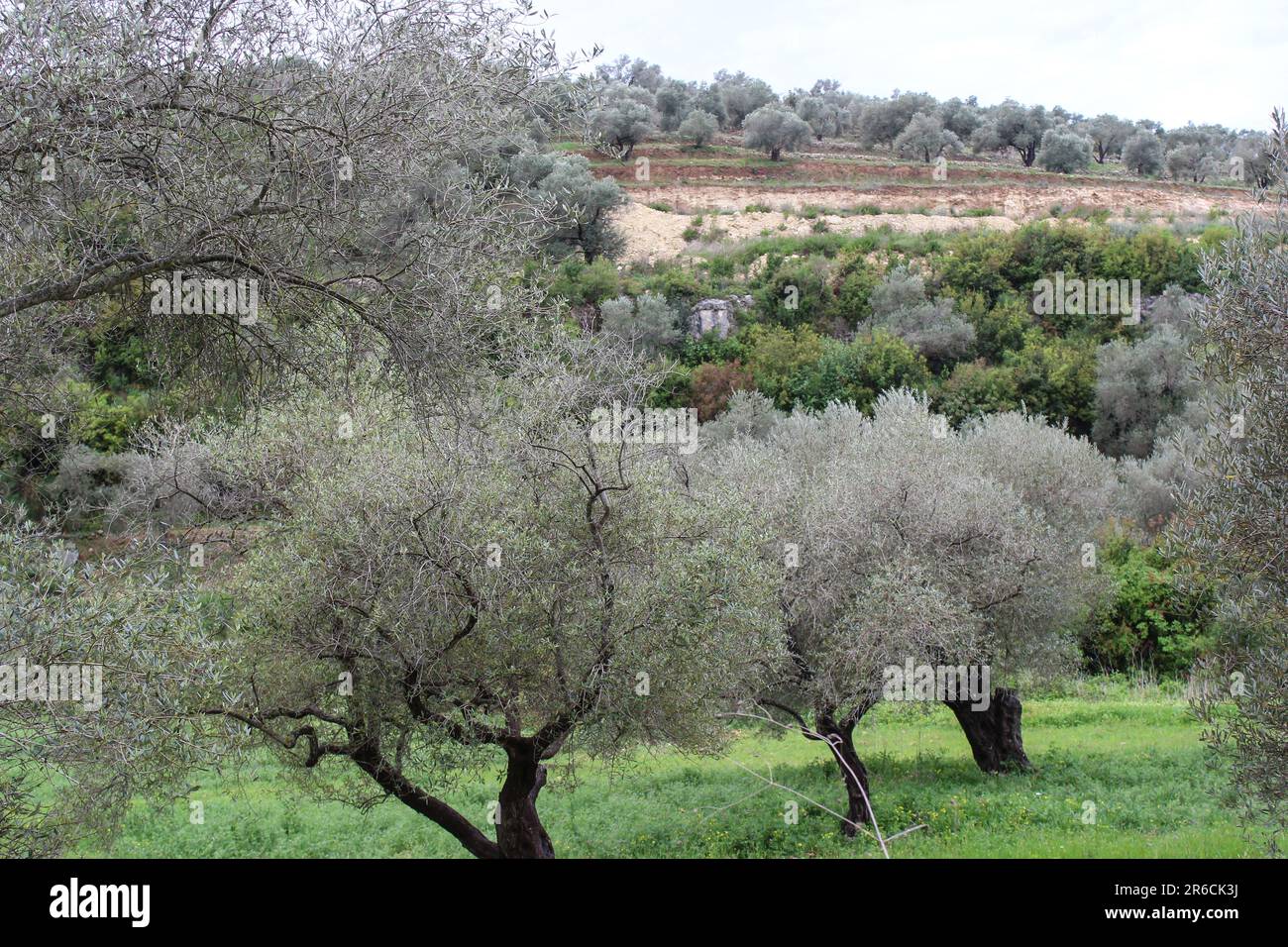 Beautiful olive trees and fields in the area of Safita, Tartous, Syria ...