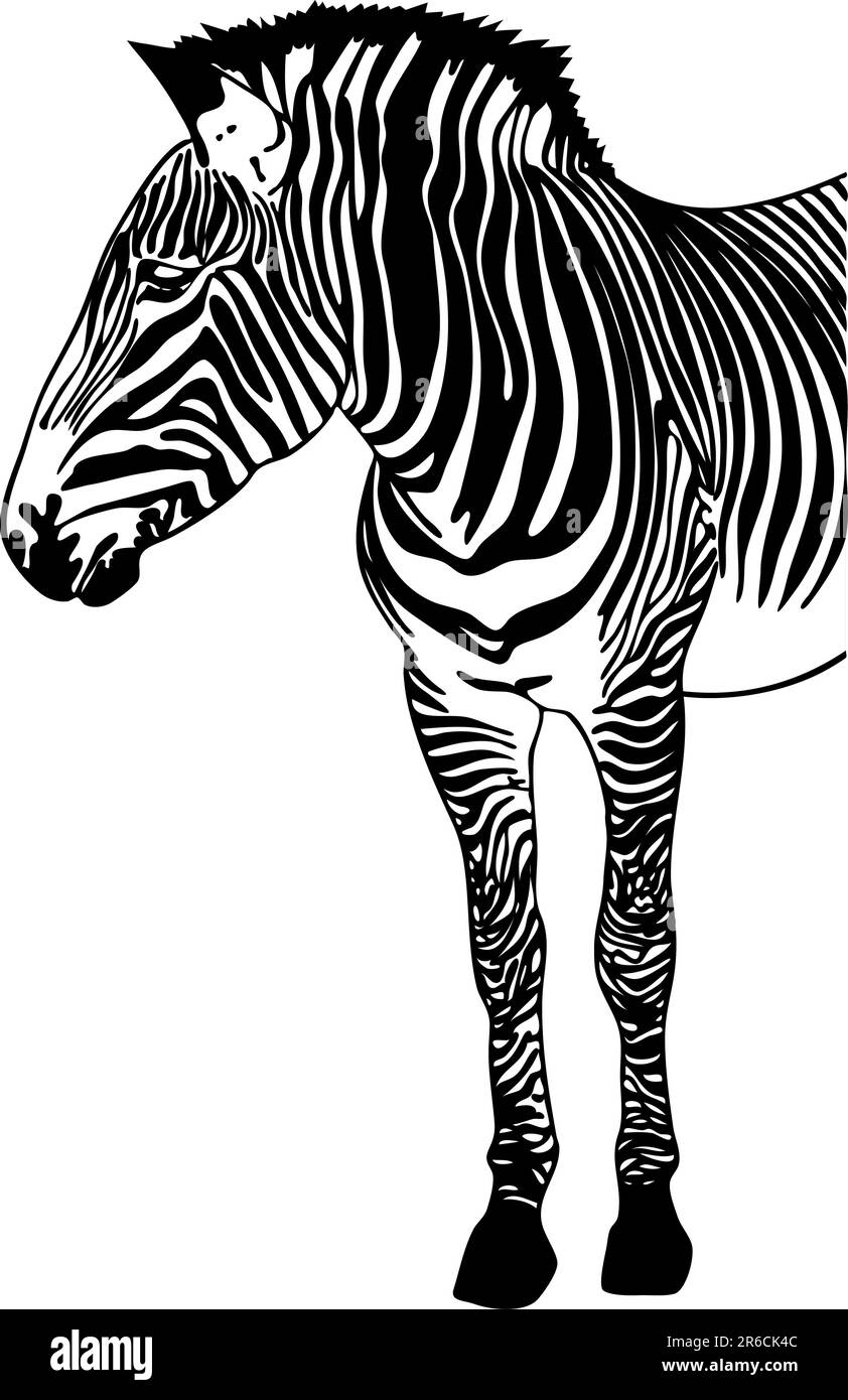 Hand drawn sketch of a Zebra Stock Vector Image & Art - Alamy