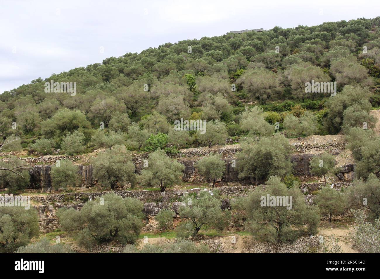 Beautiful olive trees and fields in the area of Safita, Tartous, Syria ...