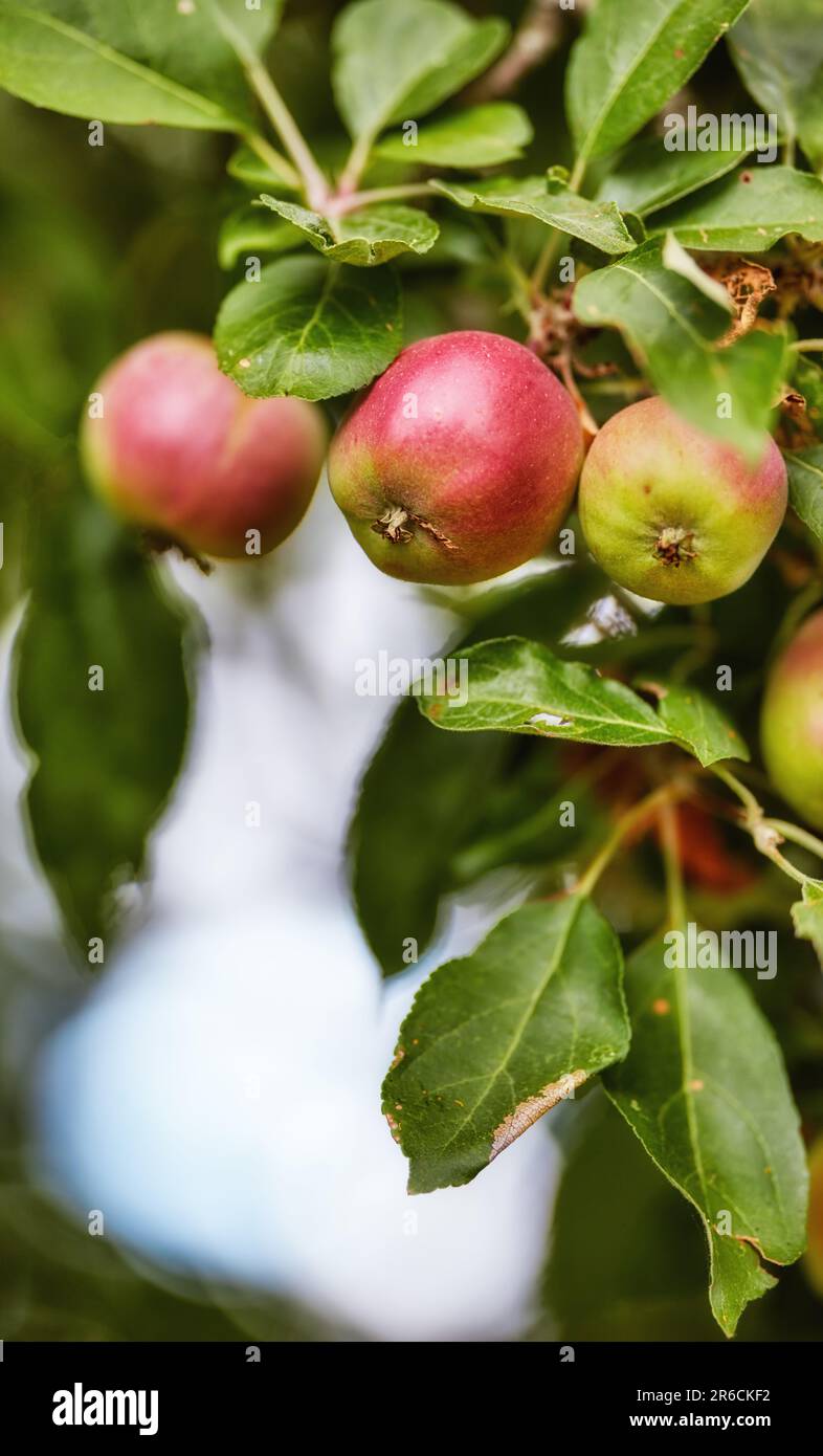 Apples, trees and closeup of plants in nature for growth, sustainable ...