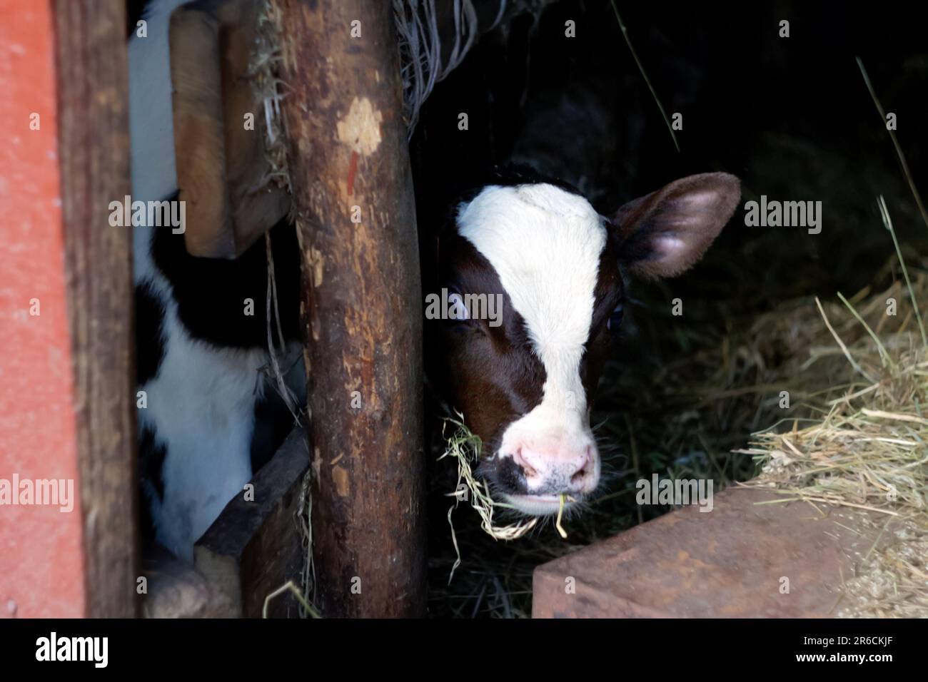 A curious and hungry baby calf is portrayed in a barn, its focus on ...