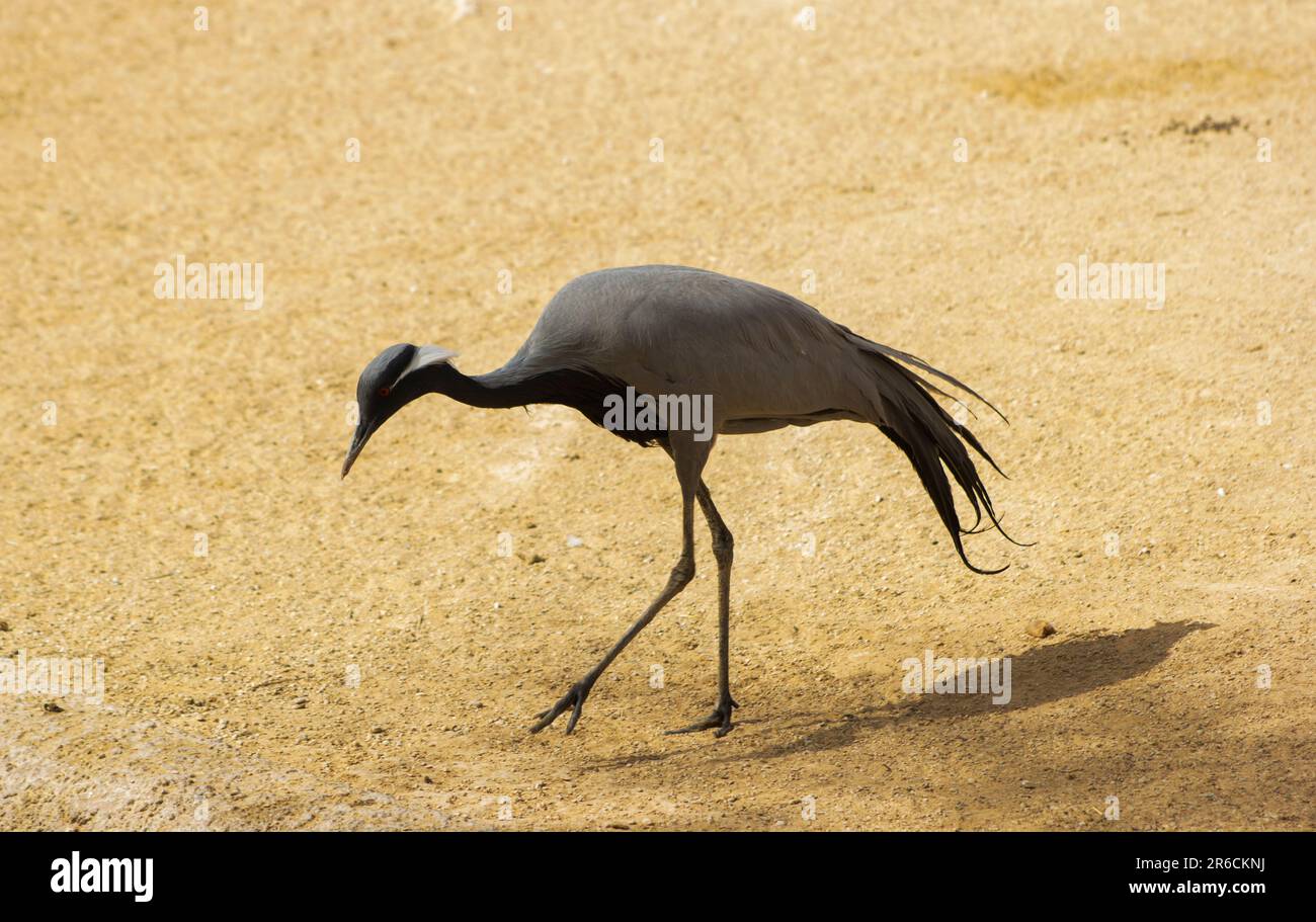 Tall grey common crane hi-res stock photography and images - Alamy