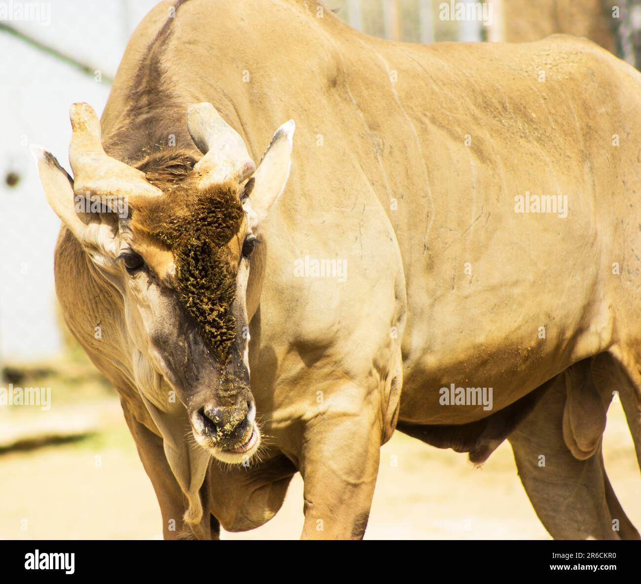 Oryx face hi-res stock photography and images - Alamy