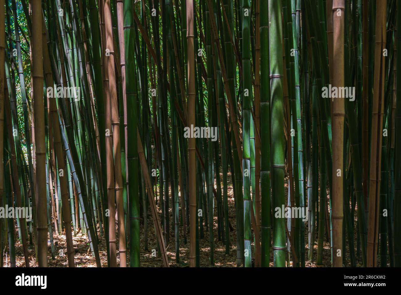 The bamboo trunks create the green texture of the bamboo forest Stock ...
