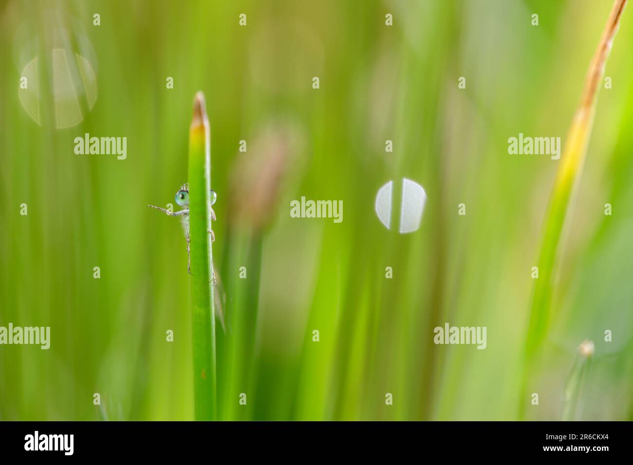Behind a rush branch a small damselfly seems to wave with one of its ...