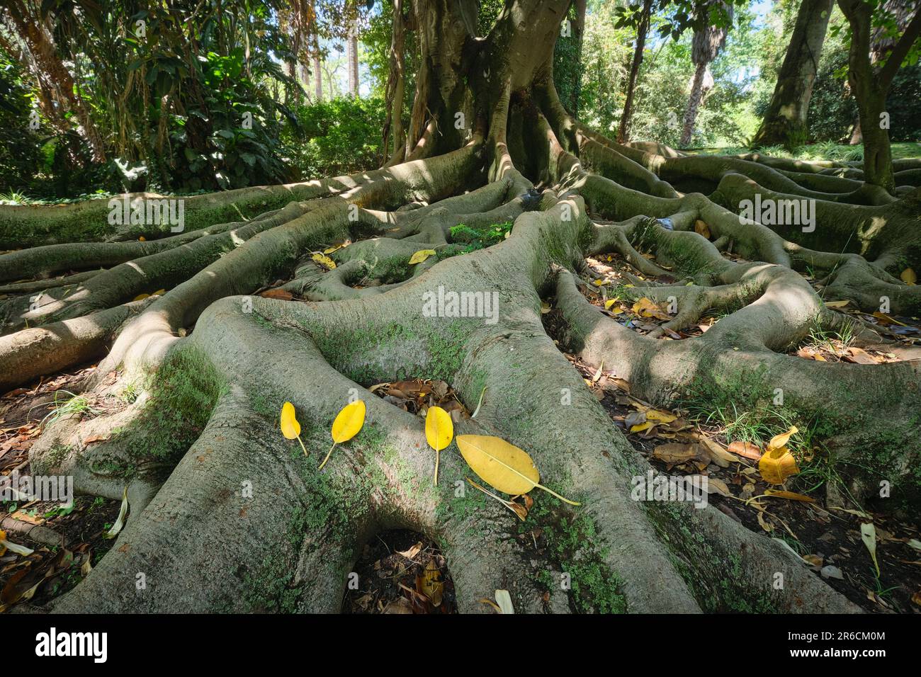 Ficus macrophylla trunk and roots close up Stock Photo - Alamy