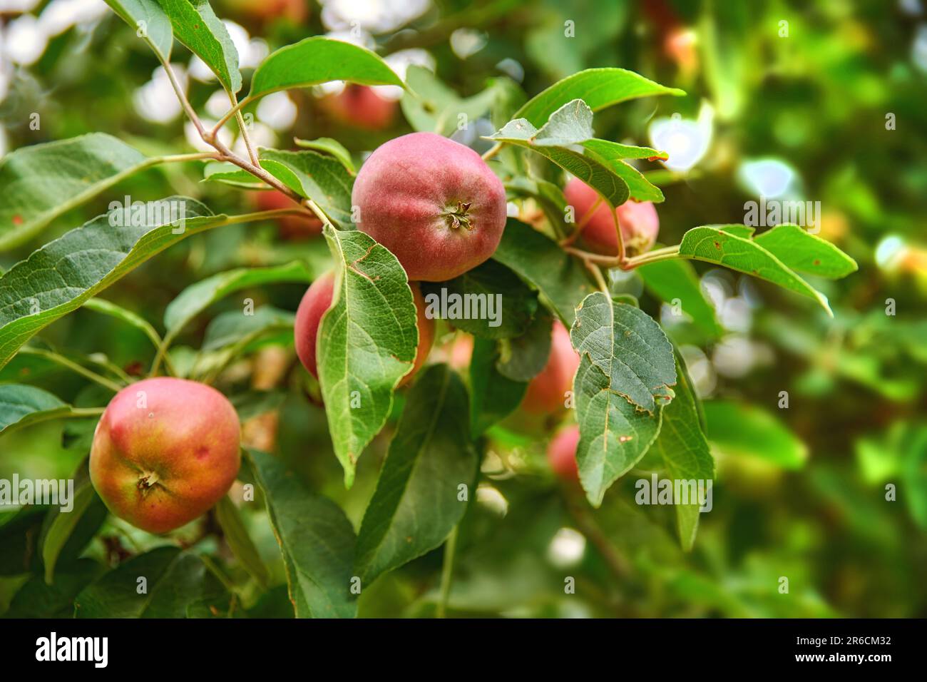 Red apple, trees and green plants in nature for sustainable farming ...
