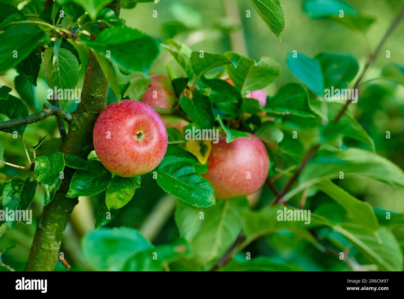 Red apple, trees and plants in nature for sustainable farming, growth ...