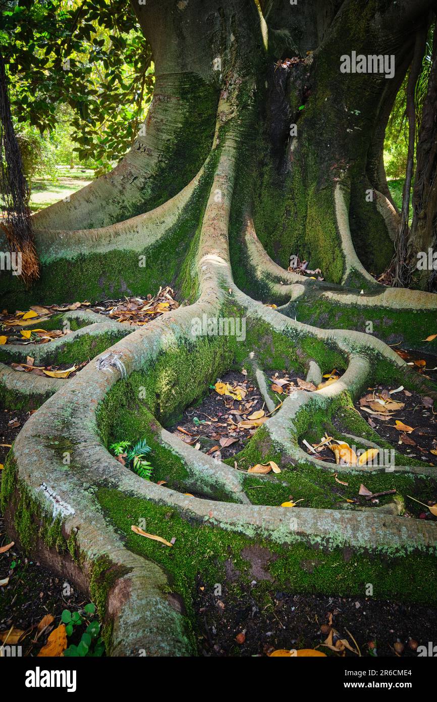 Ficus macrophylla trunk and roots close up Stock Photo - Alamy