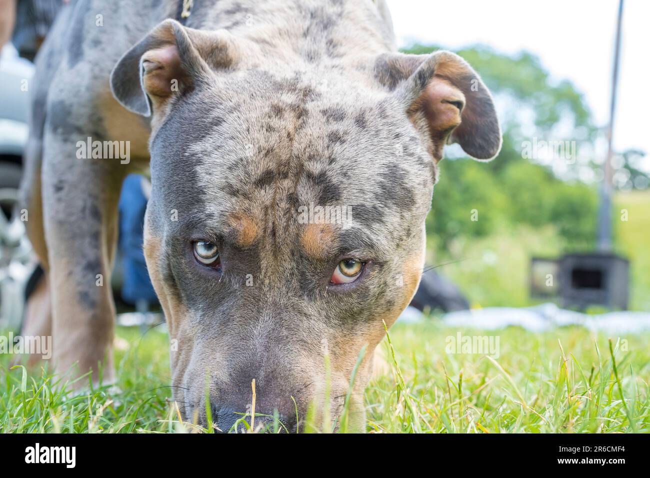 American bully xl hi-res stock photography and images - Alamy