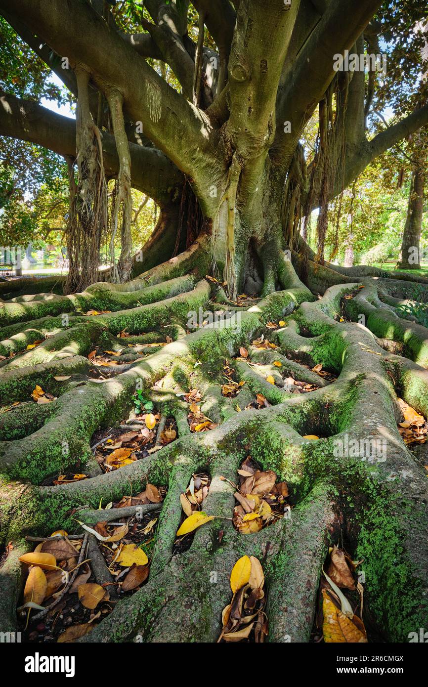 Buttress roots large ficus hi-res stock photography and images - Alamy