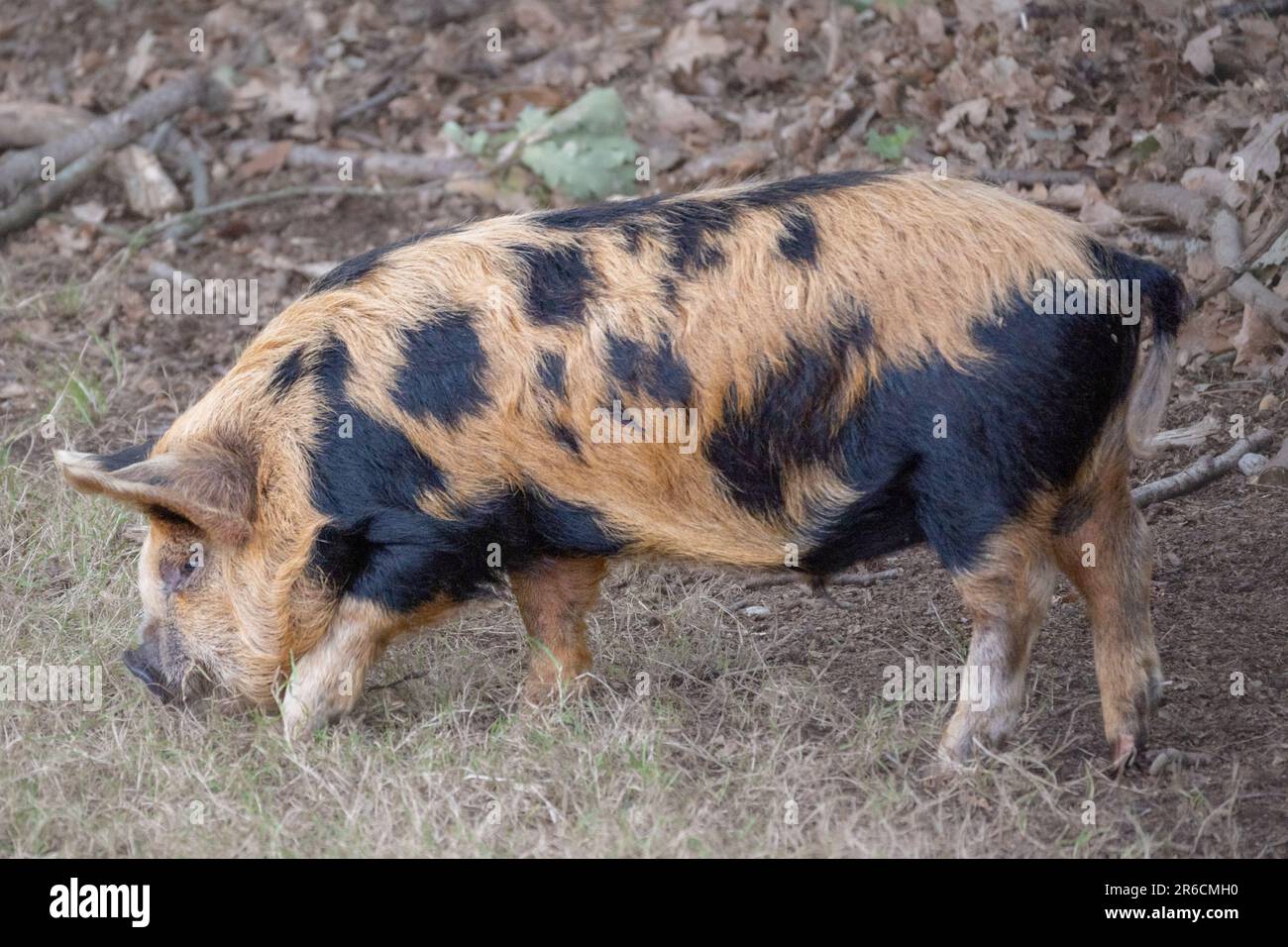 A content Pietrain pig standing in a lush field of grass, looking out ...