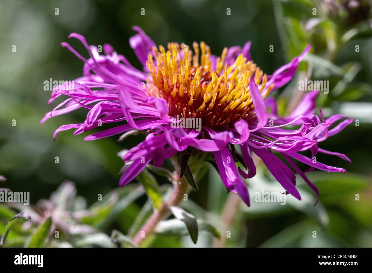 A vibrant new england aster blooming in a natural environment Stock ...