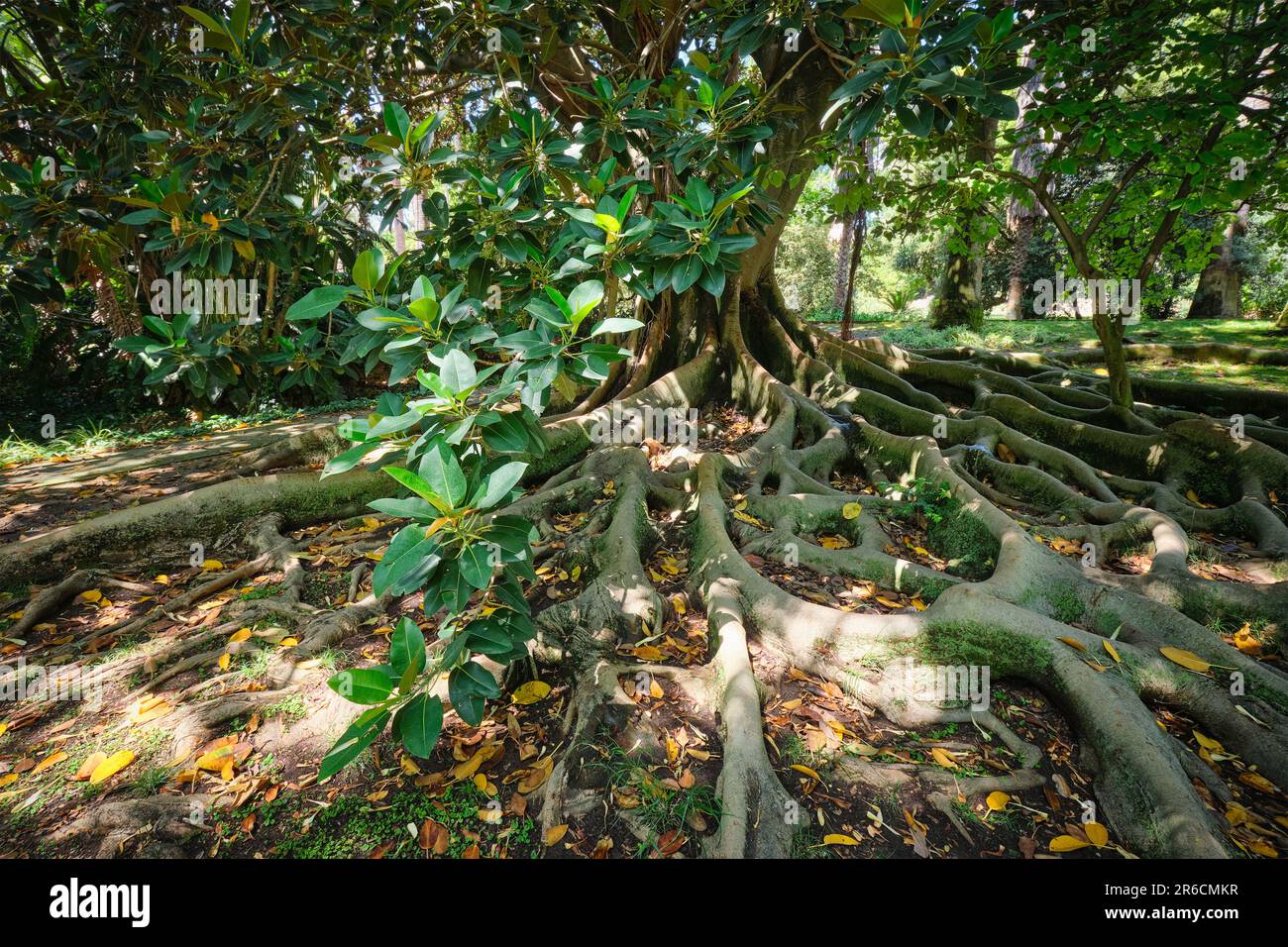 Ficus macrophylla trunk and roots close up Stock Photo - Alamy