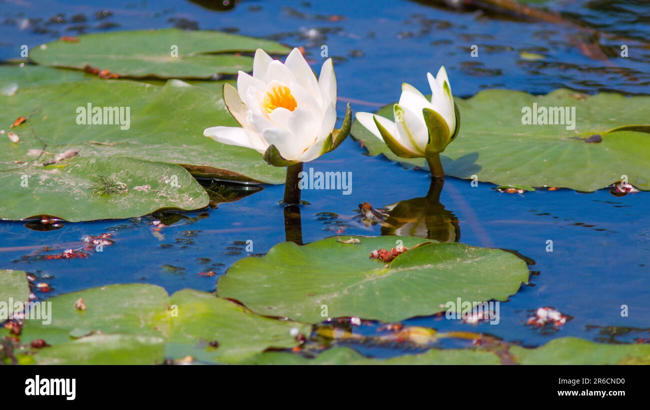 Two white water lilies with leaves gently floating on the surface of a ...