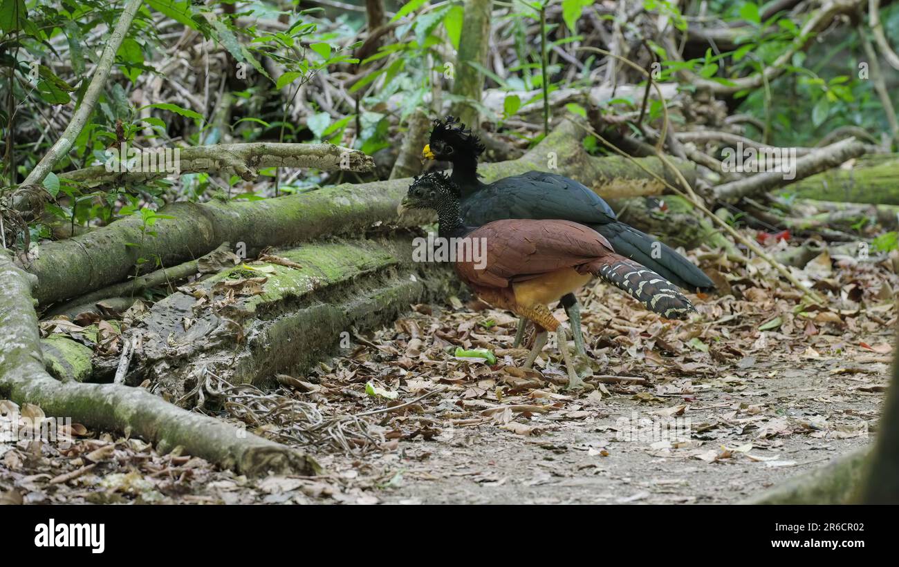 pair of great curassow birds in the rainforest at corcovado Stock Photo ...