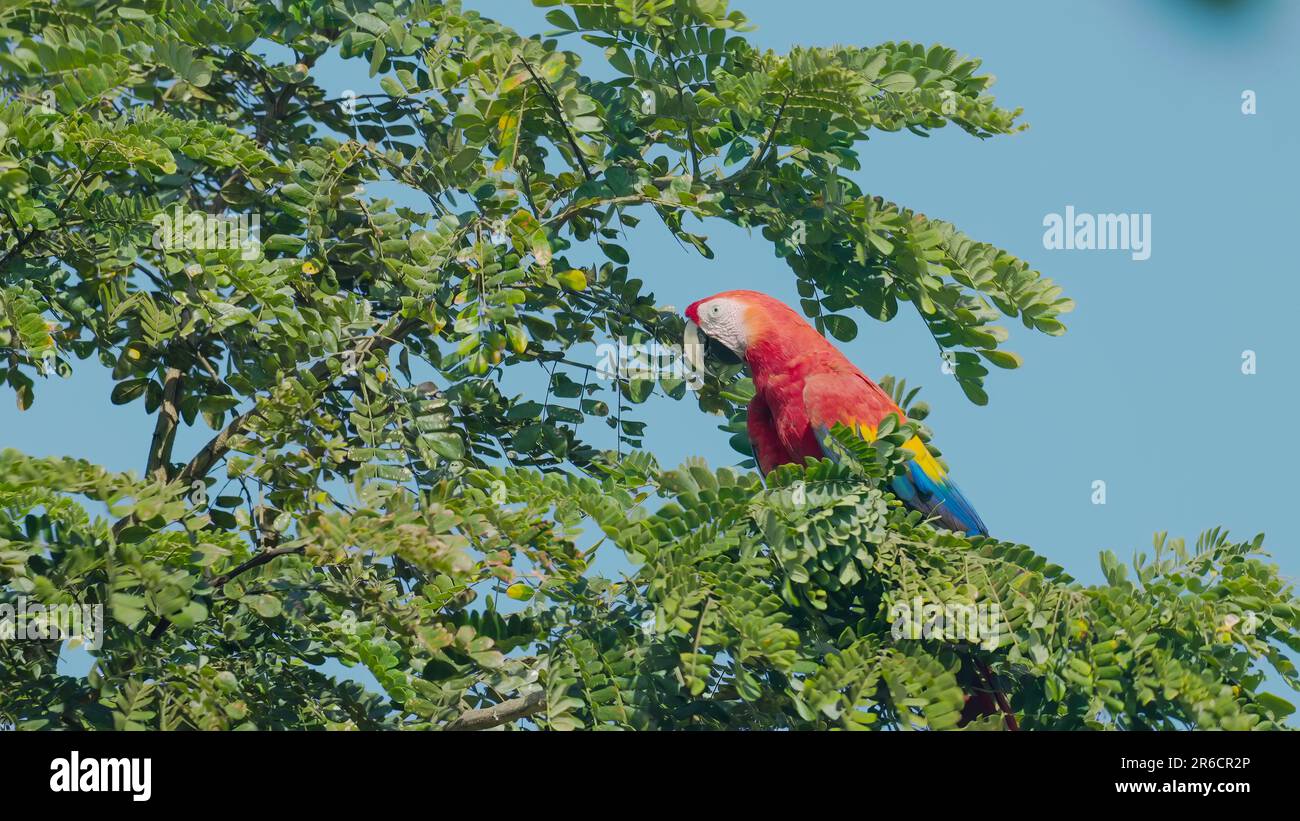 close view of a scarlet macaw sitting in a tree at drake bay Stock ...
