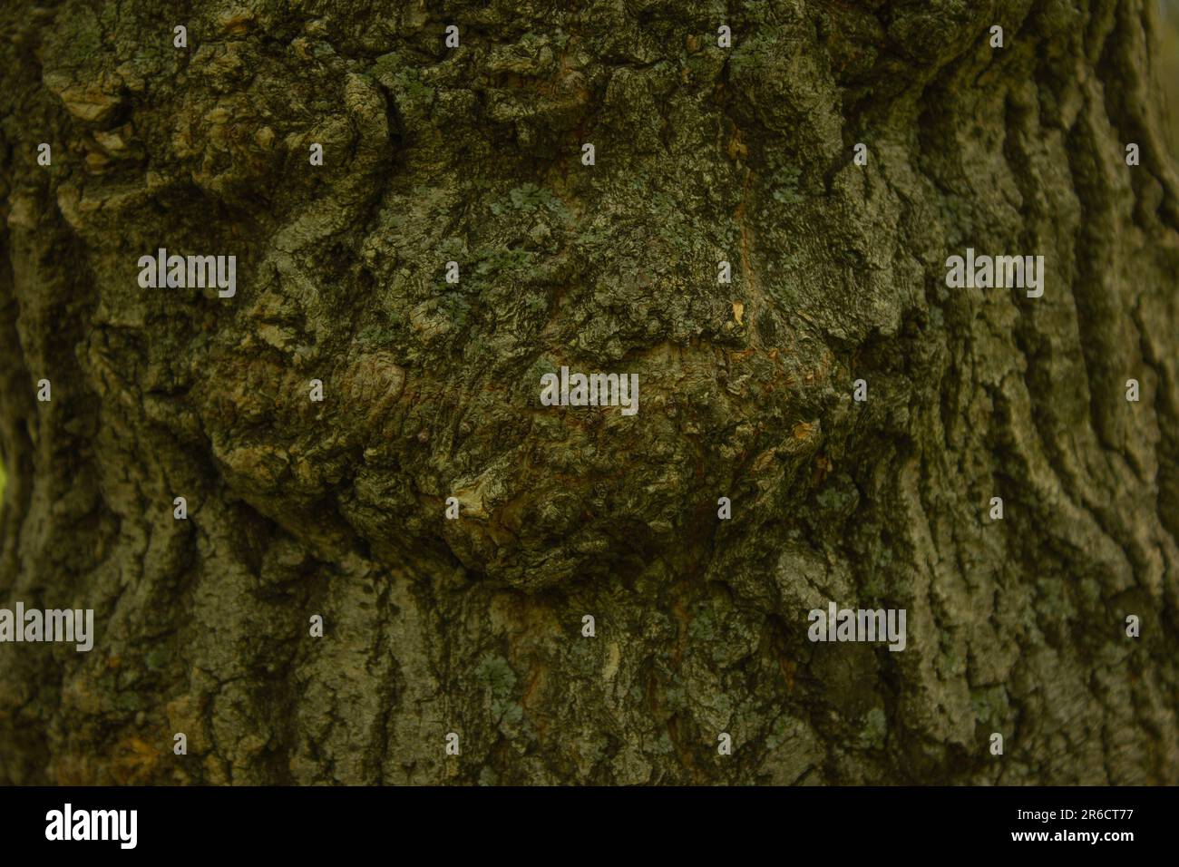 tree trunk texture nature background Stock Photo - Alamy
