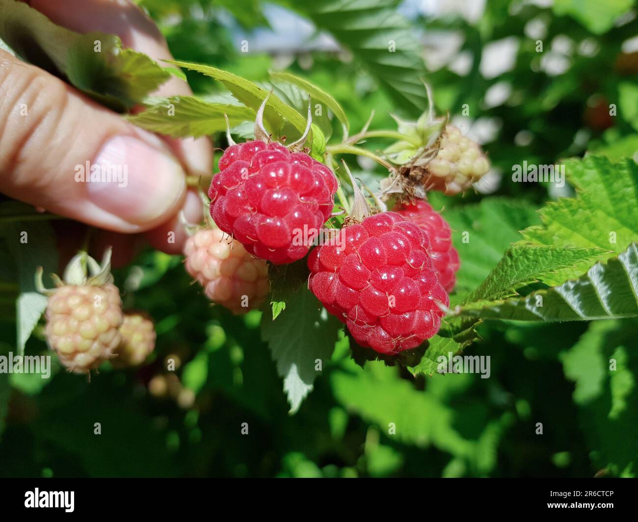 Branch of ripe raspberries with green leaves in hand close-up. Hand ...