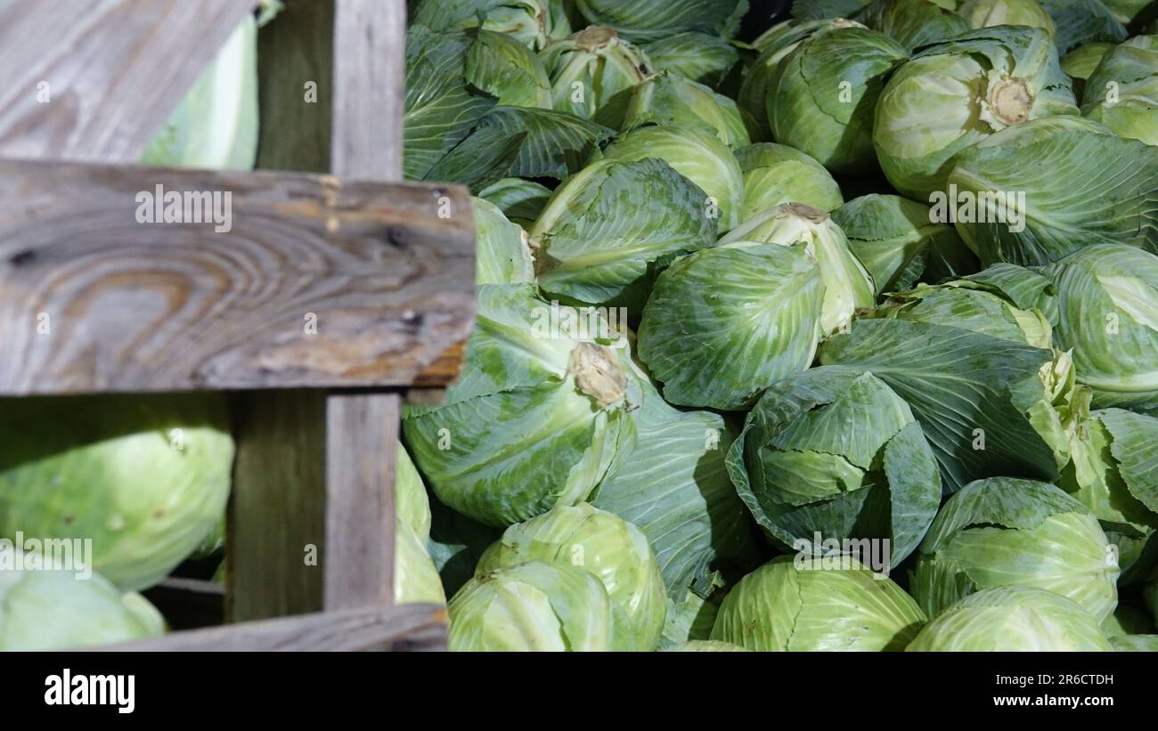Big pile of green fresh cabbage in the refrigerated warehouse. Wooden ...