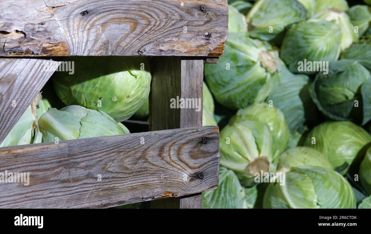 Wooden box with green fresh cabbage in the refrigerated warehouse ...