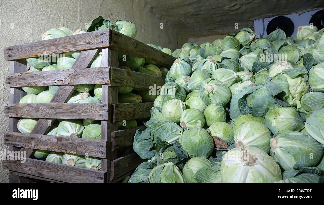 Big pile of green fresh cabbage in the refrigerated warehouse. Wooden ...