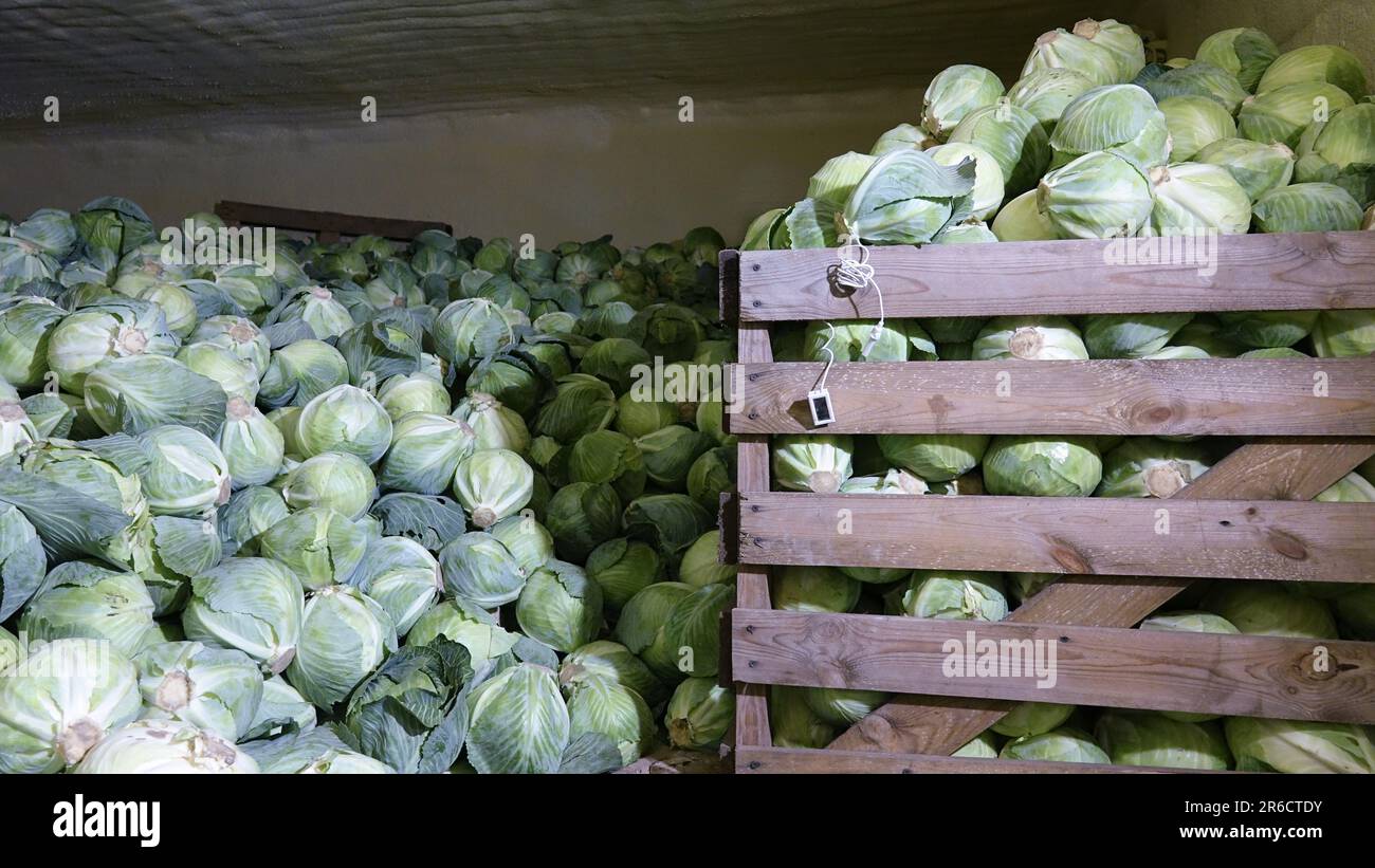 Big pile of green fresh cabbage in the refrigerated warehouse. Wooden ...