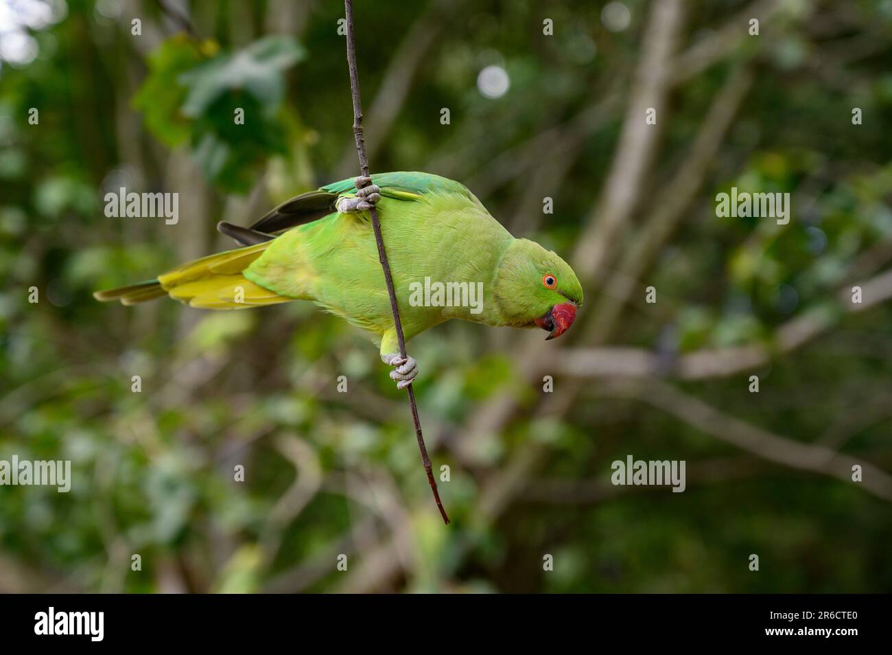 Indian ring-necked parakeet in Hyde Park - London Stock Photo - Alamy