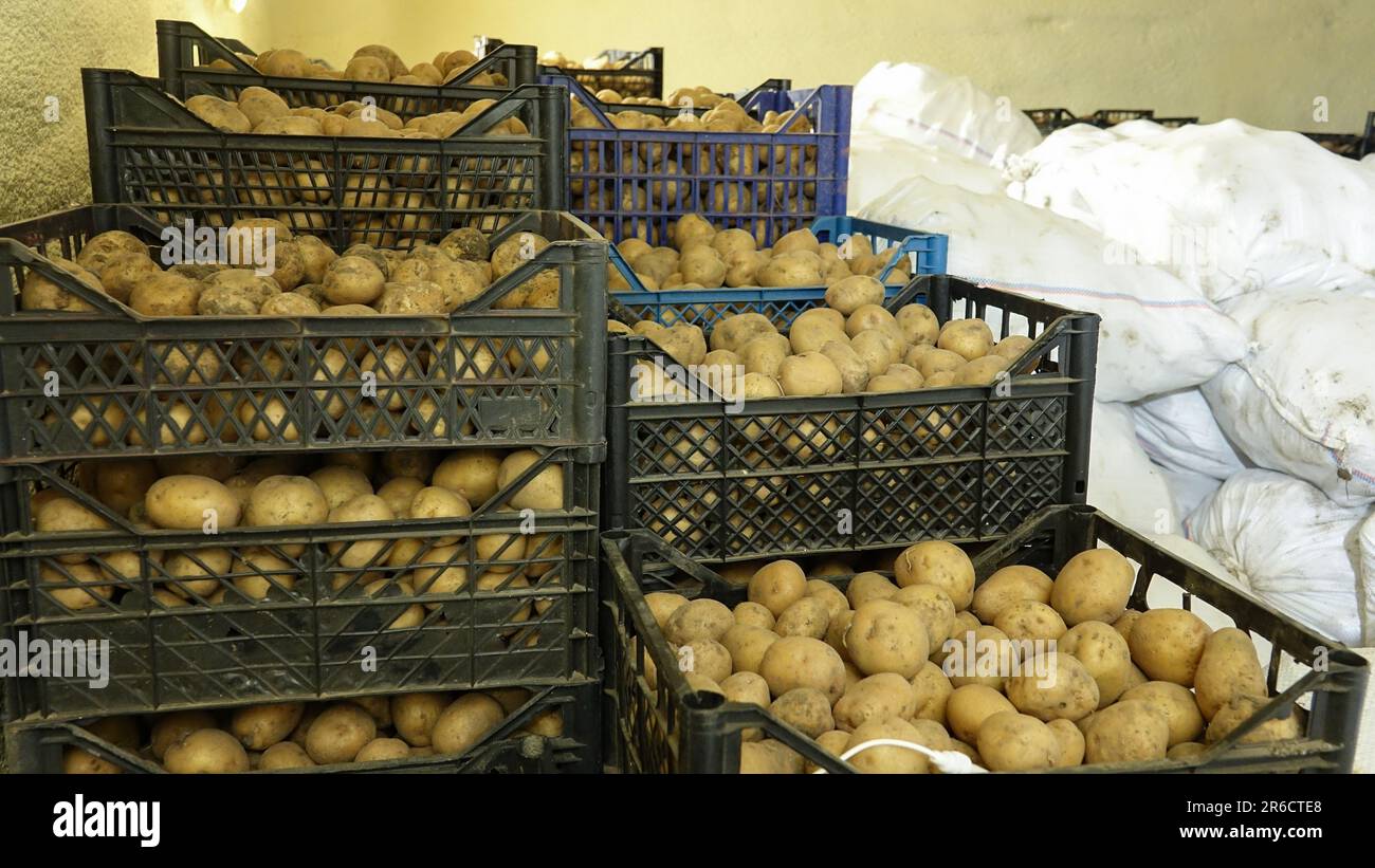 Plastic crates with potatoes and white sacks of potatoes in the ...