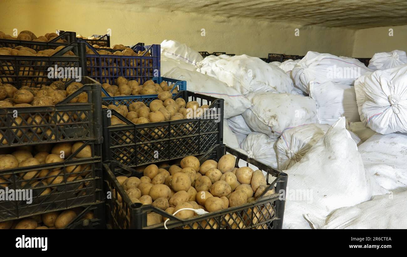 Plastic crates with potatoes and white sacks of potatoes in the ...