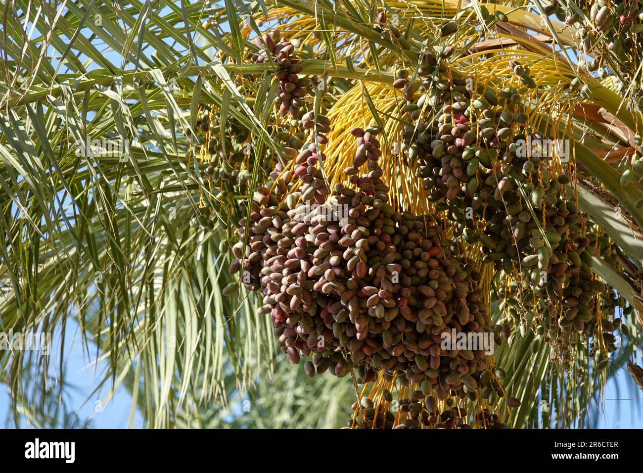 Clusters of dates hanging from the tree at a date plantation close-up ...